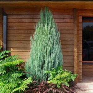 28 Stunning Tall Skinny Trees for Your Perfect Garden Oasis