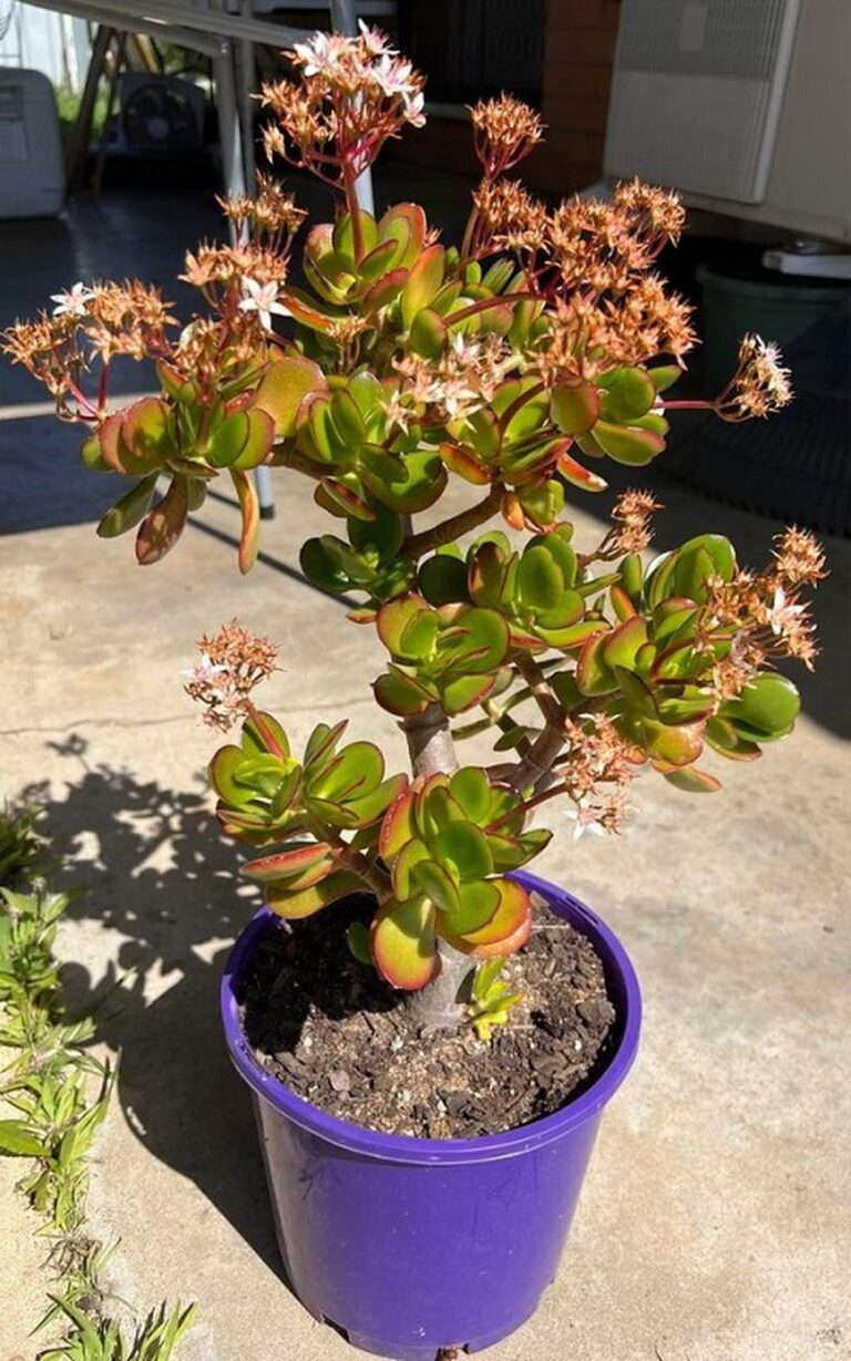 11 Stunning Types of Jade Plants that Flower - Magical Blooms!