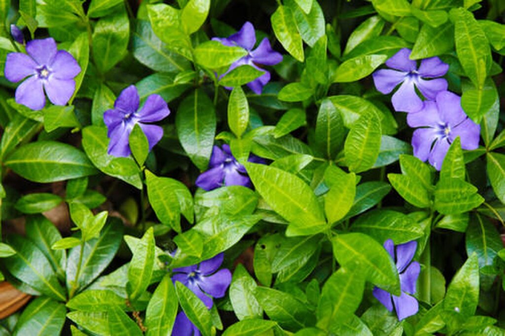 26 Fascinating Milky Sap Plants Every Garden Lover Should Know