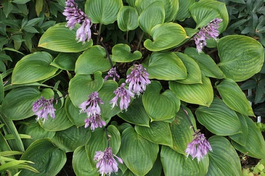 25 Stunning Purple Hostas To Brighten Your Garden Space
