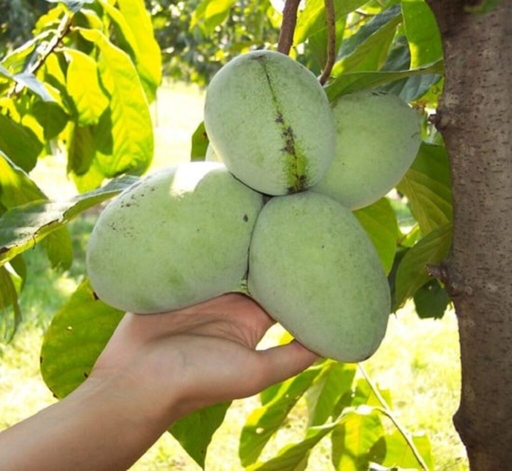 14 Delicious Papaya Varieties: Different Types of Papayas to Try