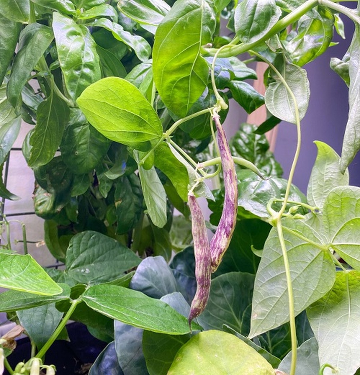 14 Delicious Purple Bean Varieties to Brighten Your Garden
