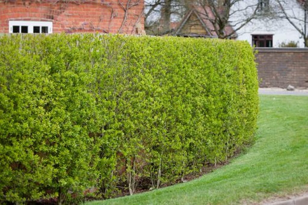 47 Beautiful Hedge Plants to Create a Perfect Green Boundary