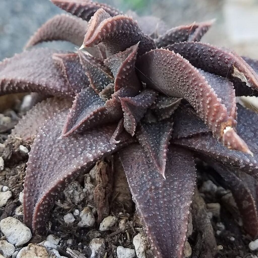 17 Breathtaking Most Expensive Succulents That Will Wow You