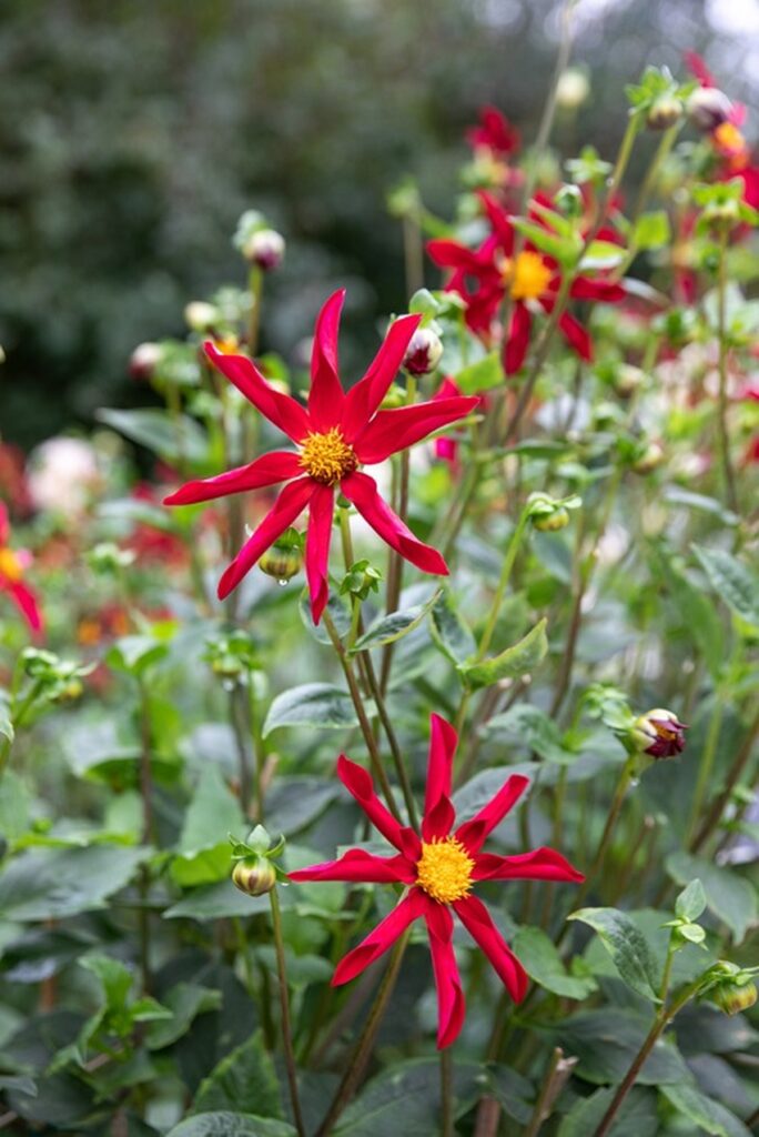 27 Stunning Red Dahlia Varieties That Will Brighten Any Garden