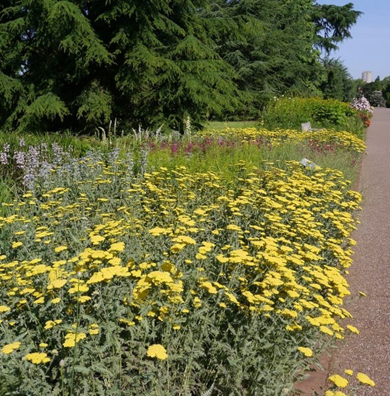 52 Amazing California Native Plants for Your Dreamy Garden
