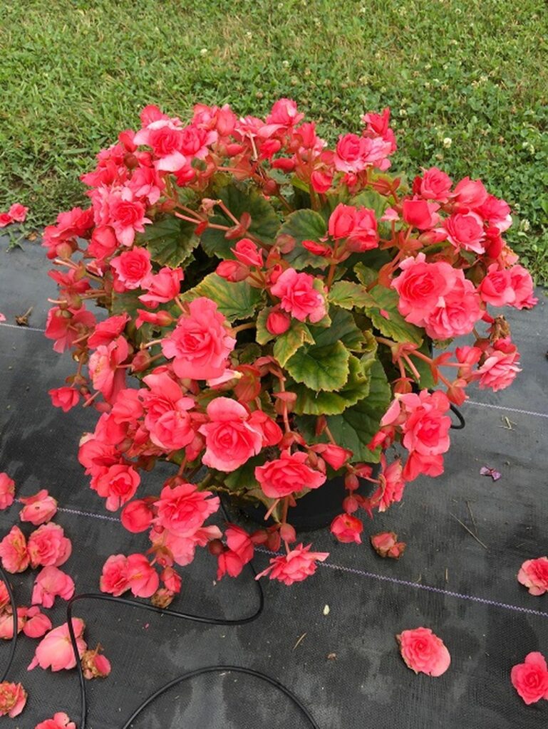 24 Stunning Pink Begonia Varieties to Explore
