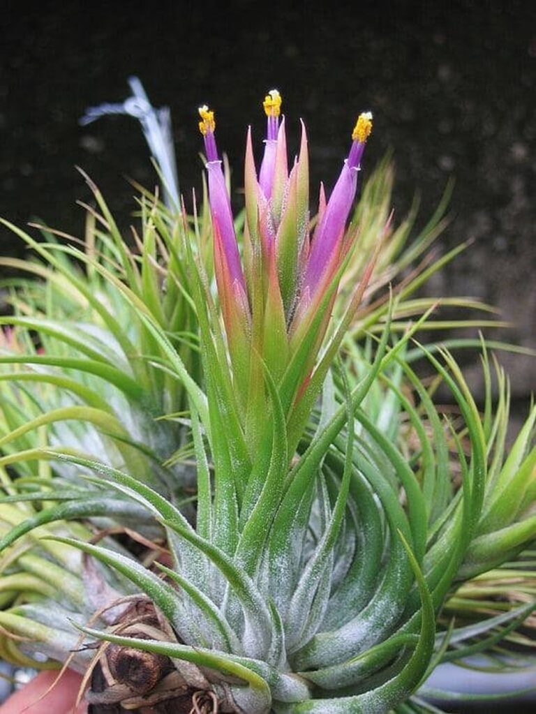 24 Stunning Air Plants That Bring Natural Beauty to Any Home