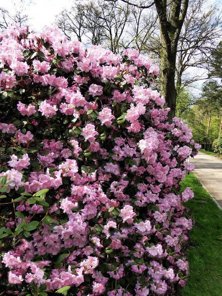 29 Stunning Pink Flowering Bushes That Brighten Any Garden