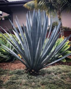 9 Stunning Types of Blue Agave Plants to Brighten Your Garden