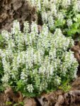 18 Stunning Ground Covers with White Flowers That Enchant