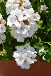 21 Lovely White Geranium Types to Brighten Your Garden