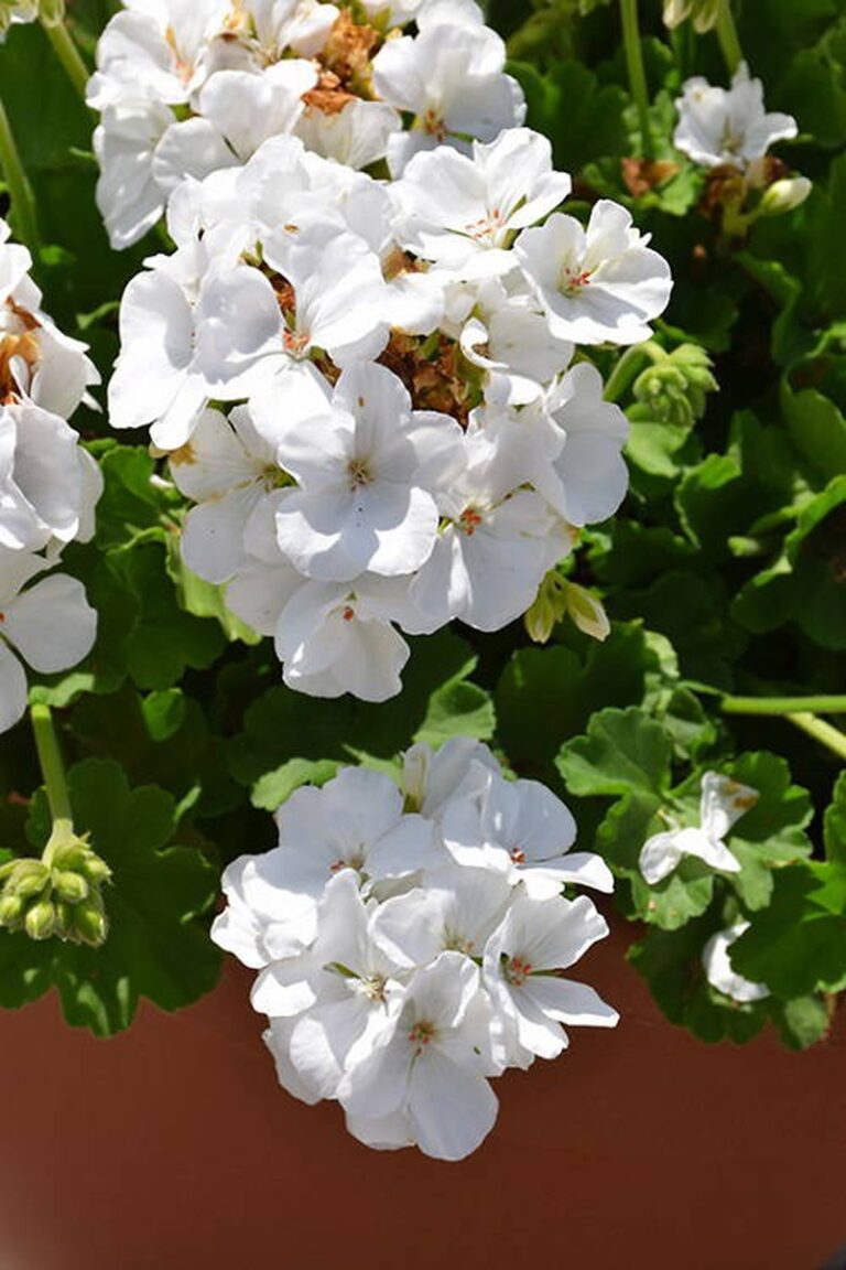 21 Lovely White Geranium Types to Brighten Your Garden