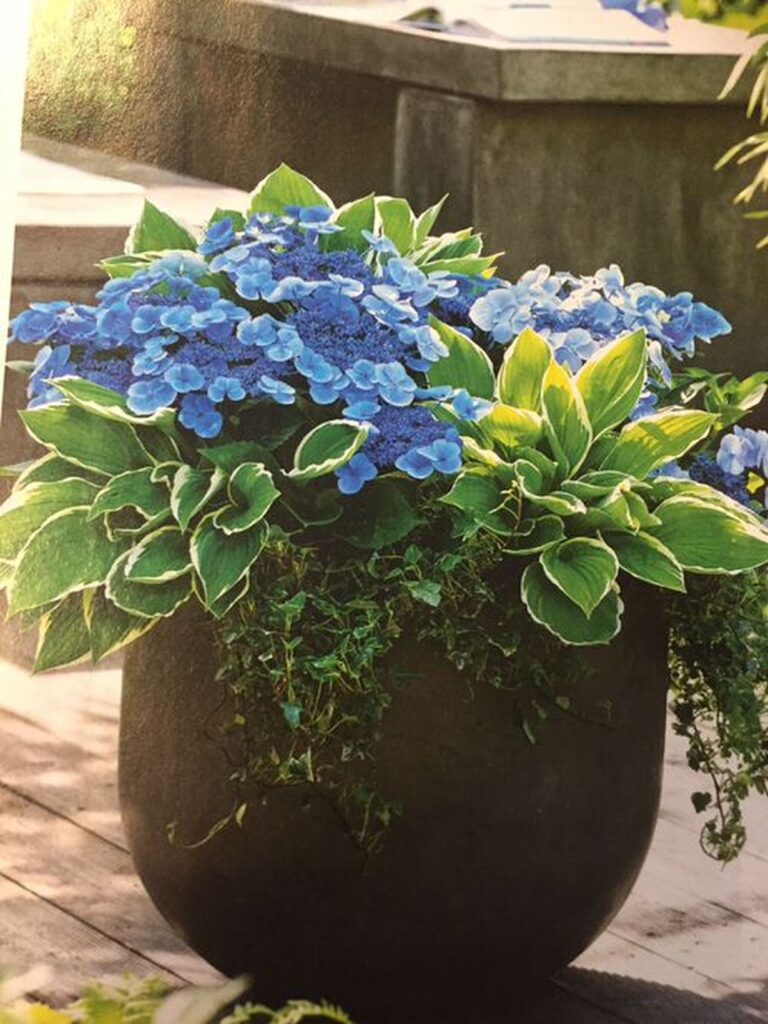 20 Creative Hosta Container Ideas for Shade Gardens That Amaze