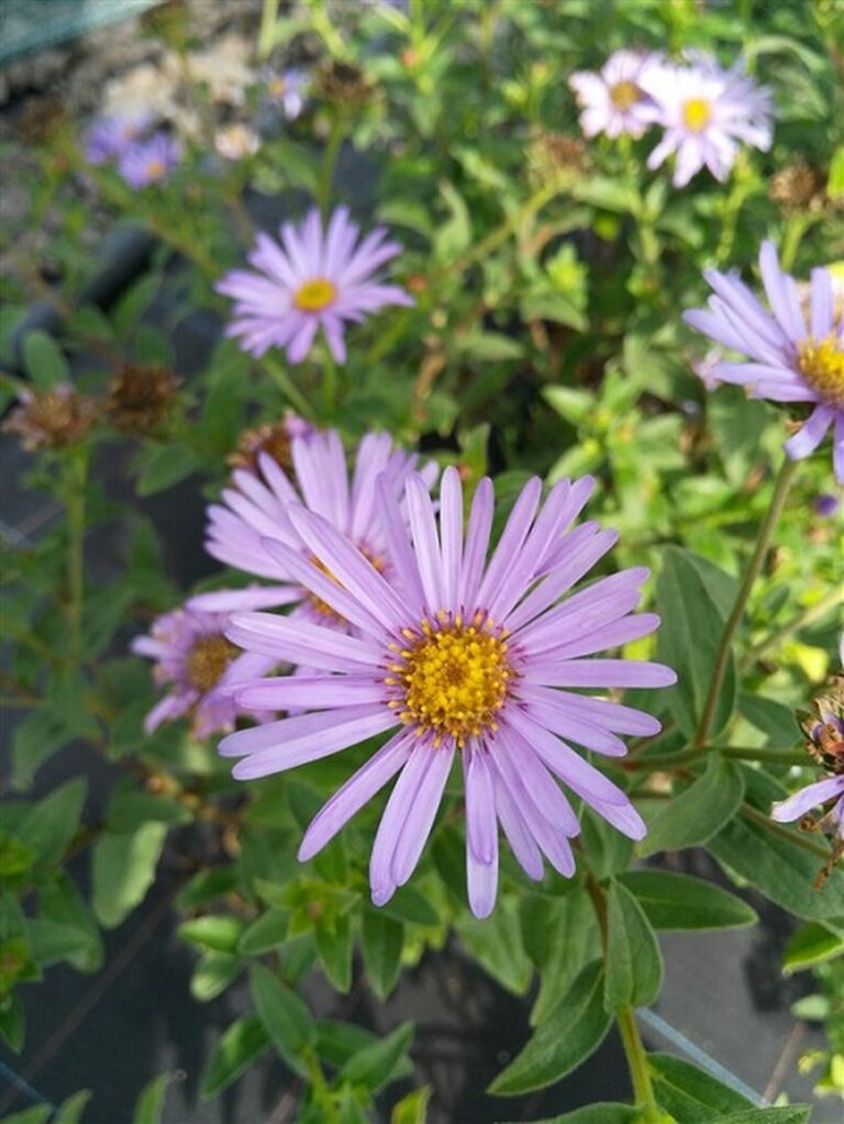 20 Beautiful Flowers for Graves and Cemeteries: Honor Loved Ones