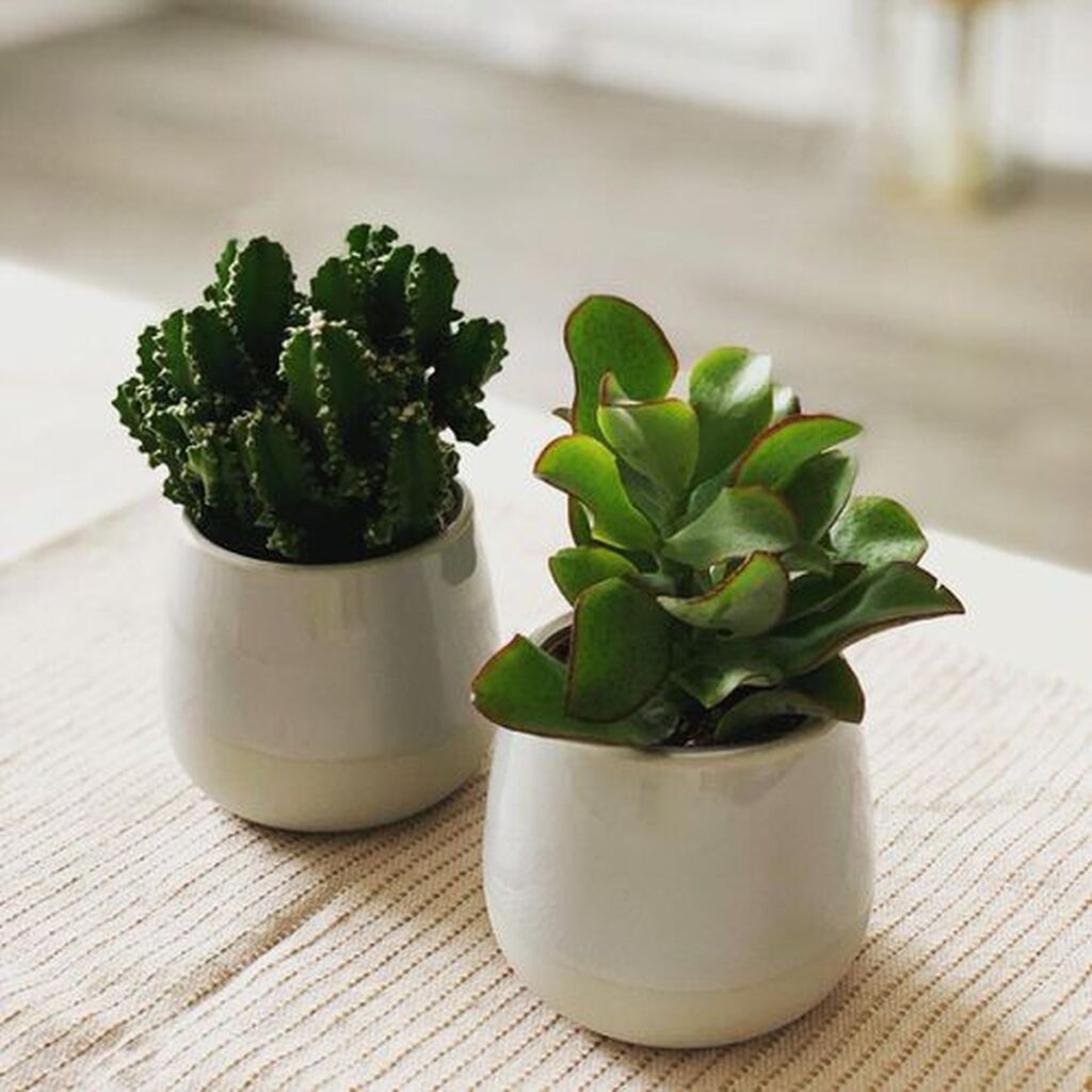 27 Stunning Ways IKEA Pots Transform Your Indoor Plants