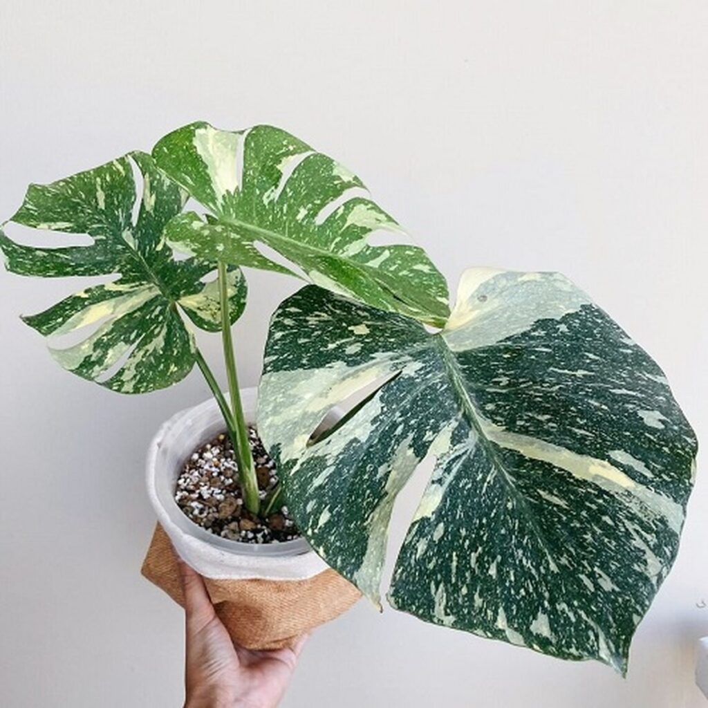 10 Exotic Fenestrated Plants That Will Brighten Your Home