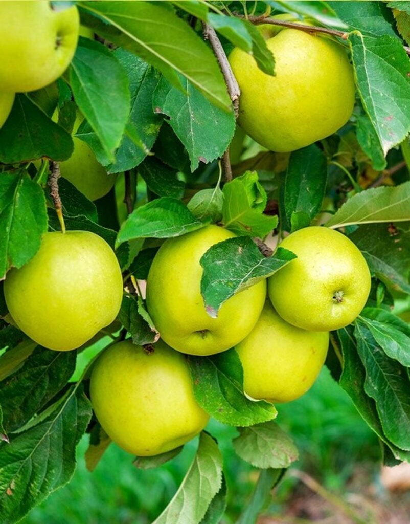 27 Delicious Yellow Apple Varieties Perfect For Your Garden