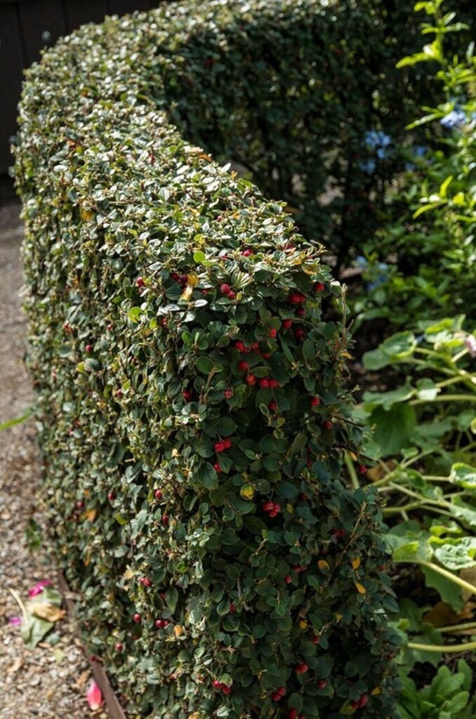 31 Stunning Colorful Hedge Plants for a Vibrant Garden Border
