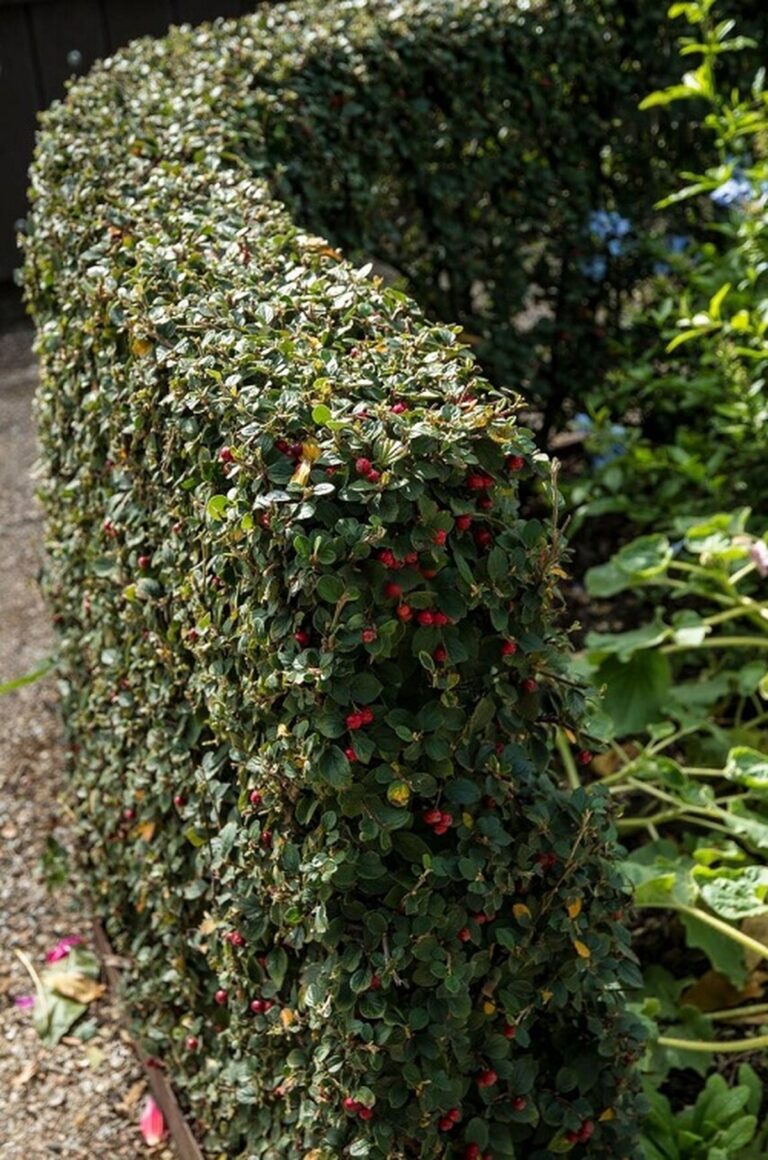 31 Stunning Colorful Hedge Plants for a Vibrant Garden Border