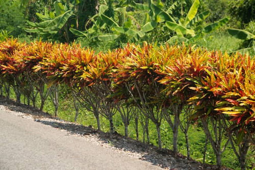 25 Breathtaking Landscaping with Croton Pictures to Inspire