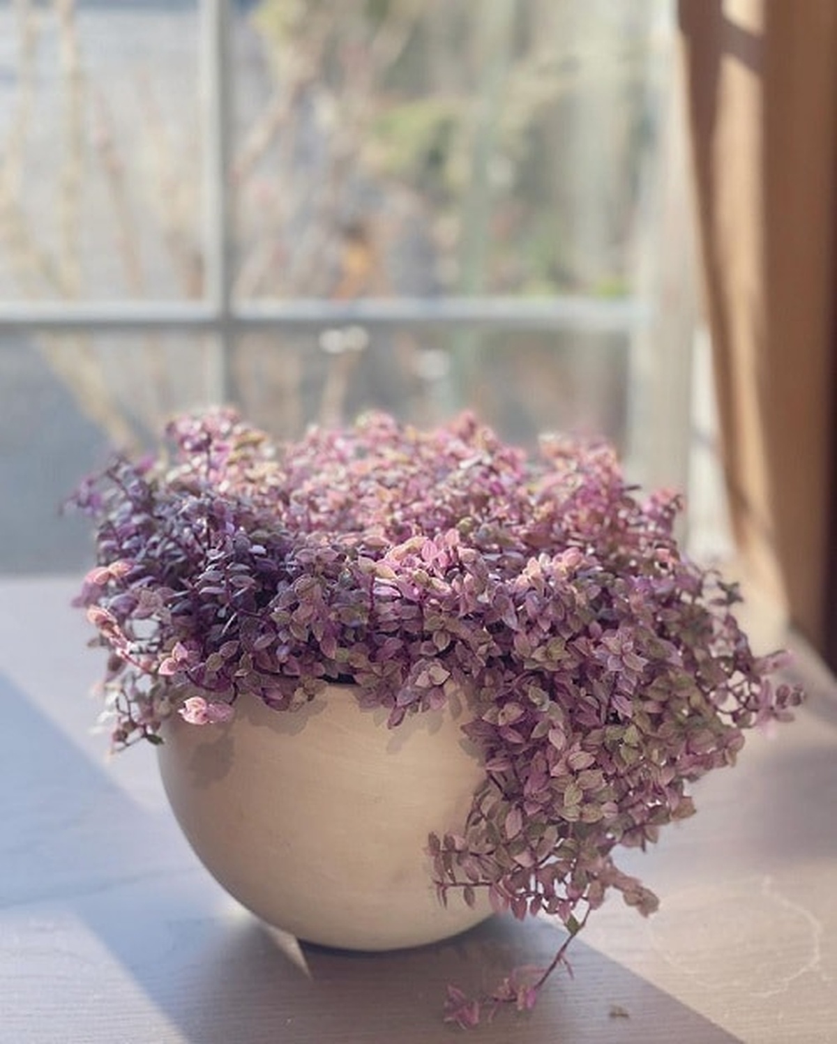 6 Stunning Callisia Repens Varieties to Brighten Your Home