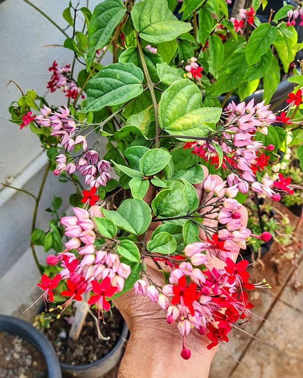 9 Amazing Nigerian Flowers That Brighten Any Garden