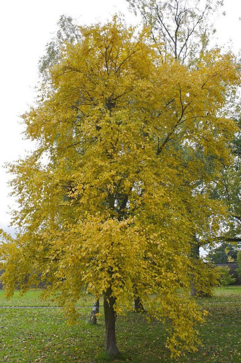 17 Amazing Trees to Plant in Georgia for a Stunning Landscape