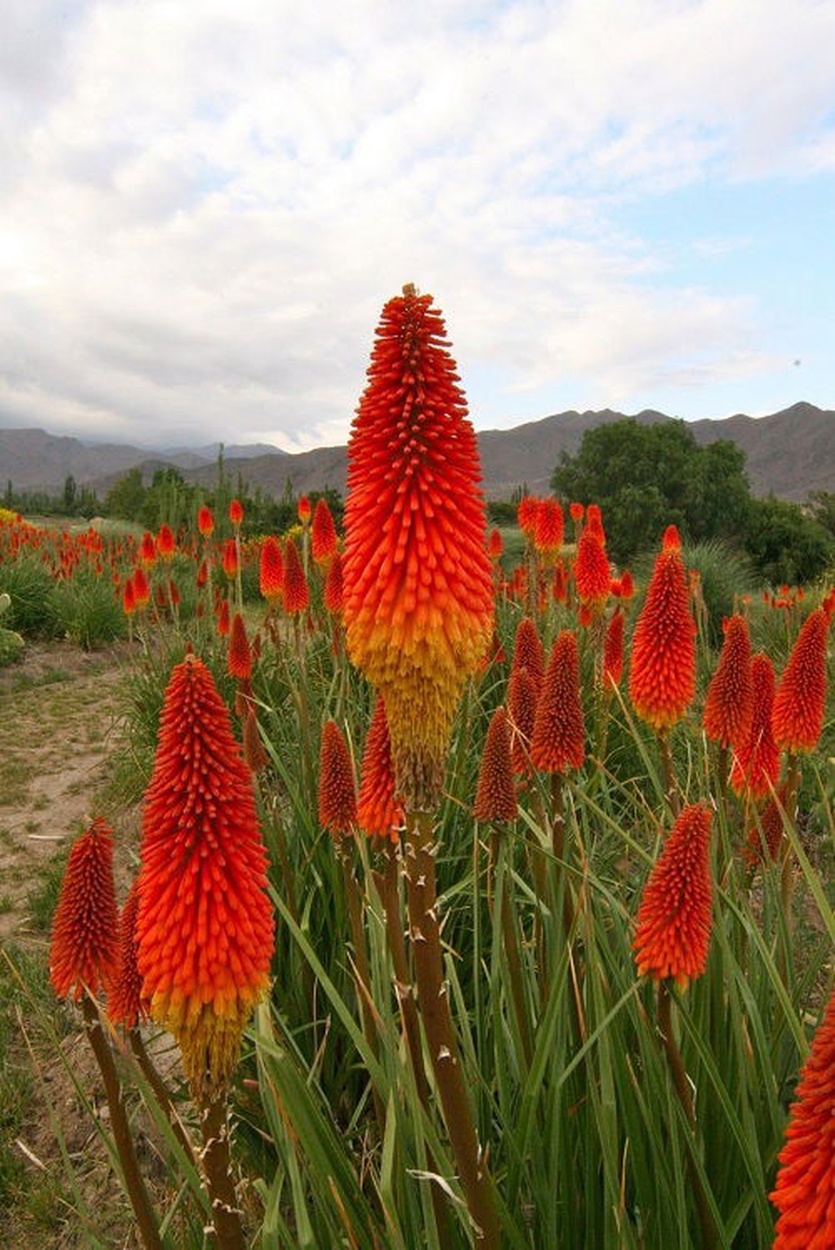13 Stunning Flowers That Look Like Fire and Flame