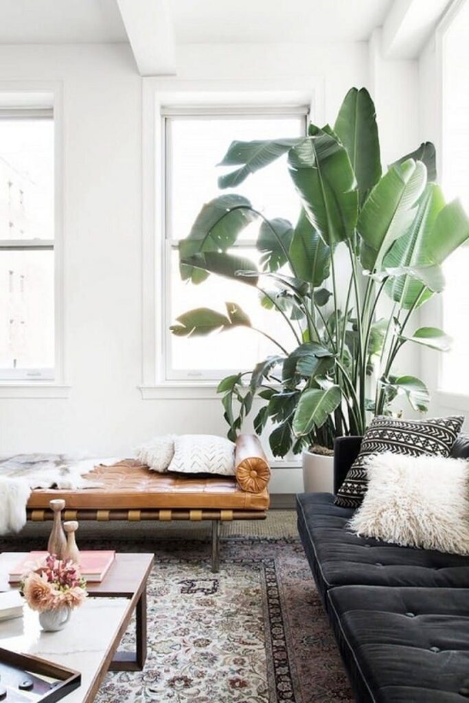 21 Stunning Tall Plants for Living Room Corner Ideas That Impress