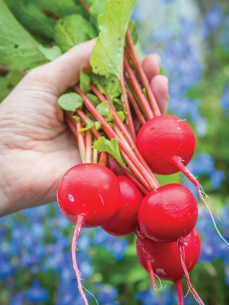 40 Exciting Radish Varieties Perfect for Your Container or Garden