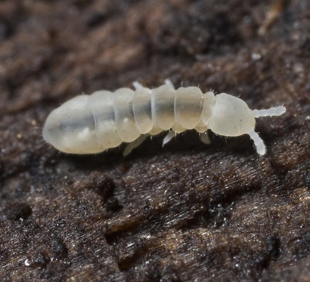 17 Tiny White Bugs That Look Like Lint: Spot Them Now!