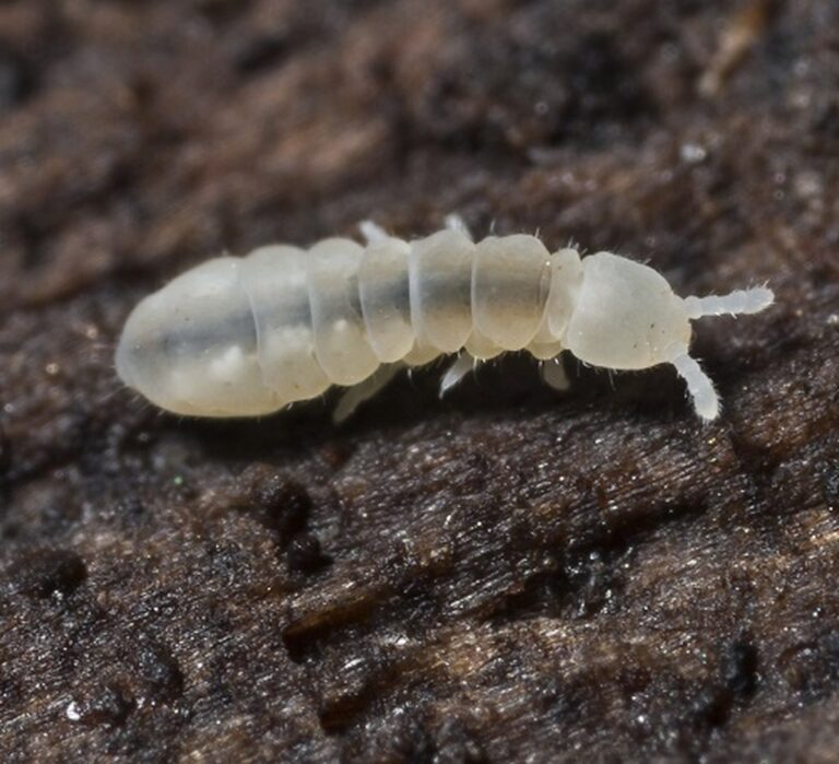 17 Tiny White Bugs That Look Like Lint: Spot Them Now!