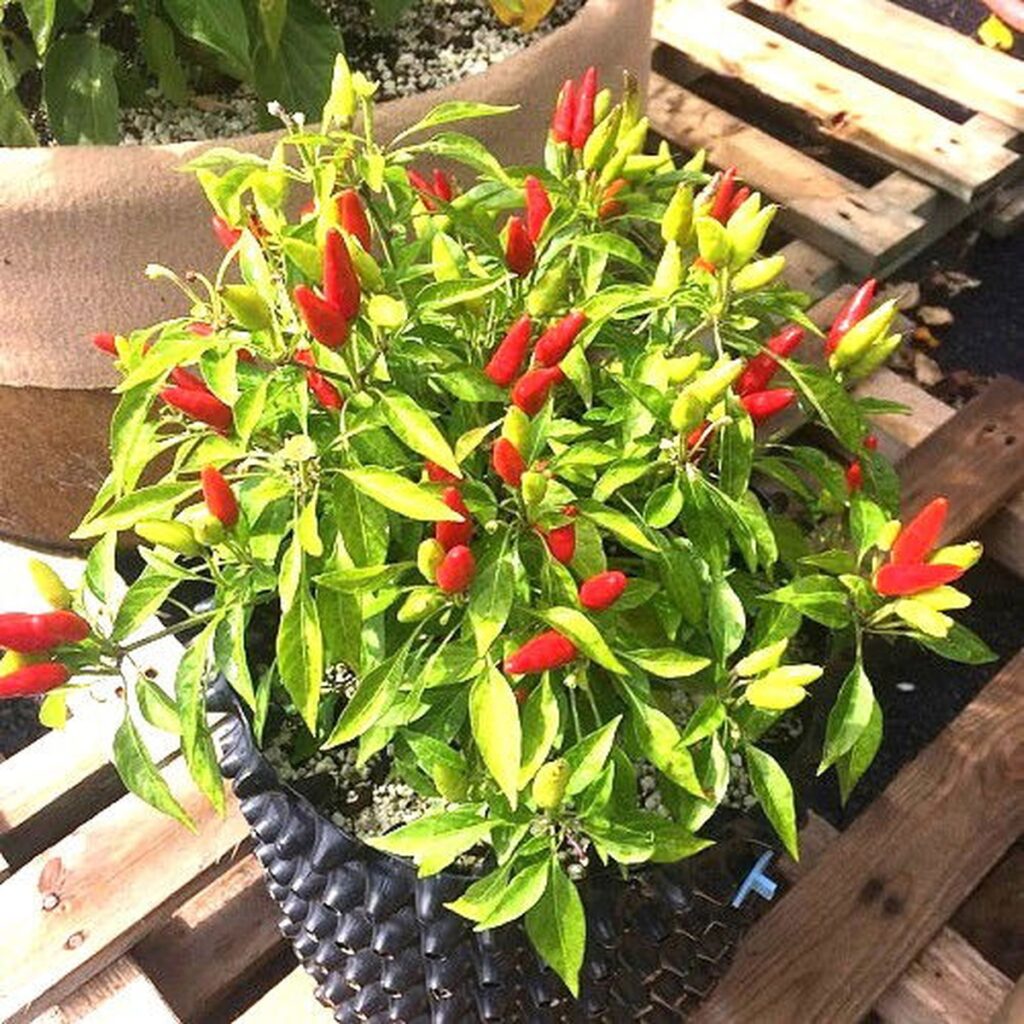 20 Stunning Peppers That Grow Upwards for Garden Magic