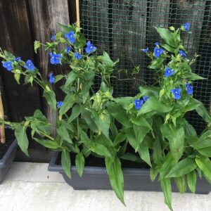 31 Beautiful Baby Blue Flowers That Brighten Any Garden