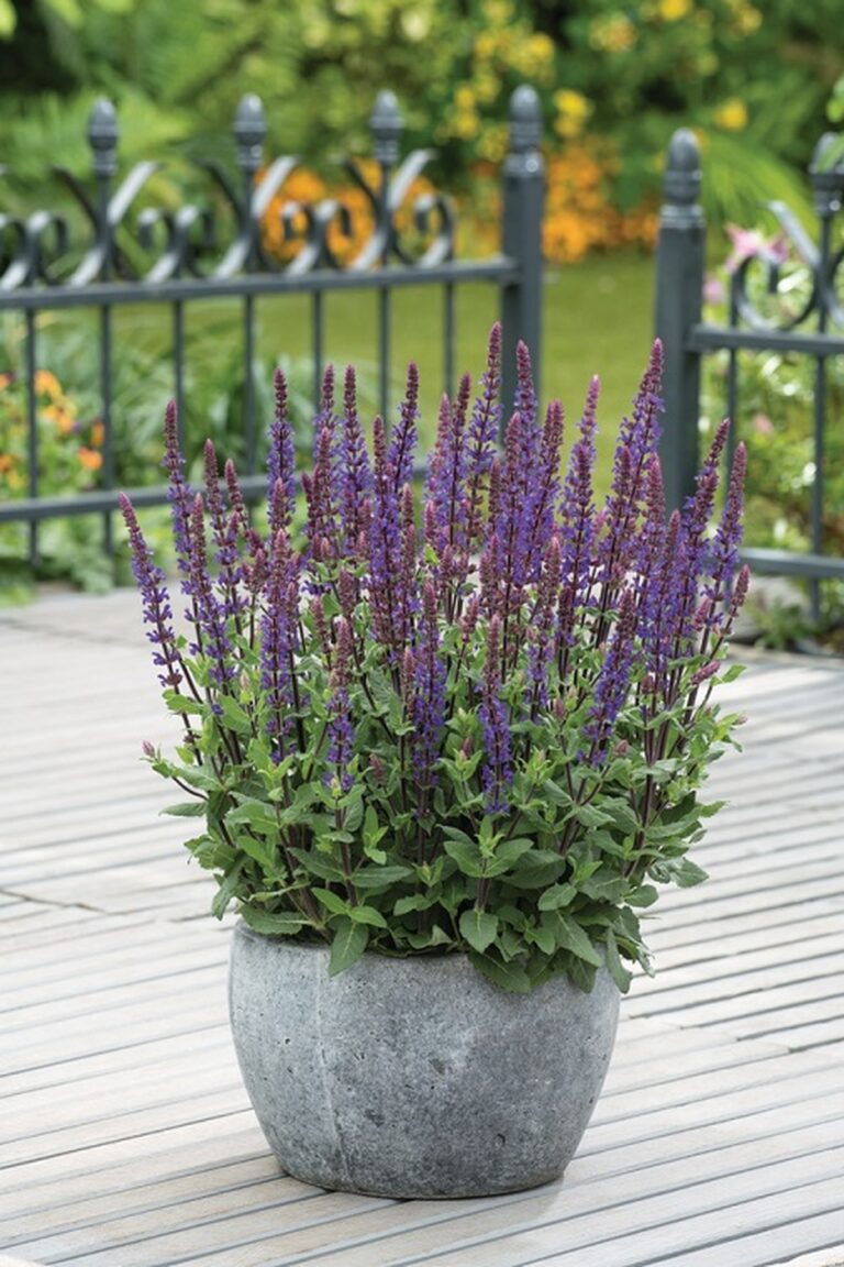 23 Beautiful Lavender Flowers to Brighten Your Garden