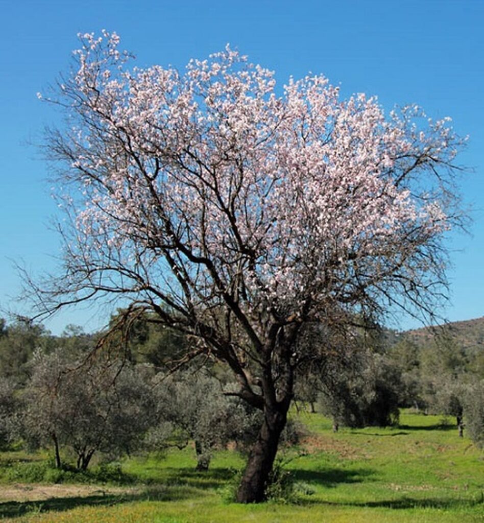 16 Amazing Trees That Start With A: Nature's Hidden Gems