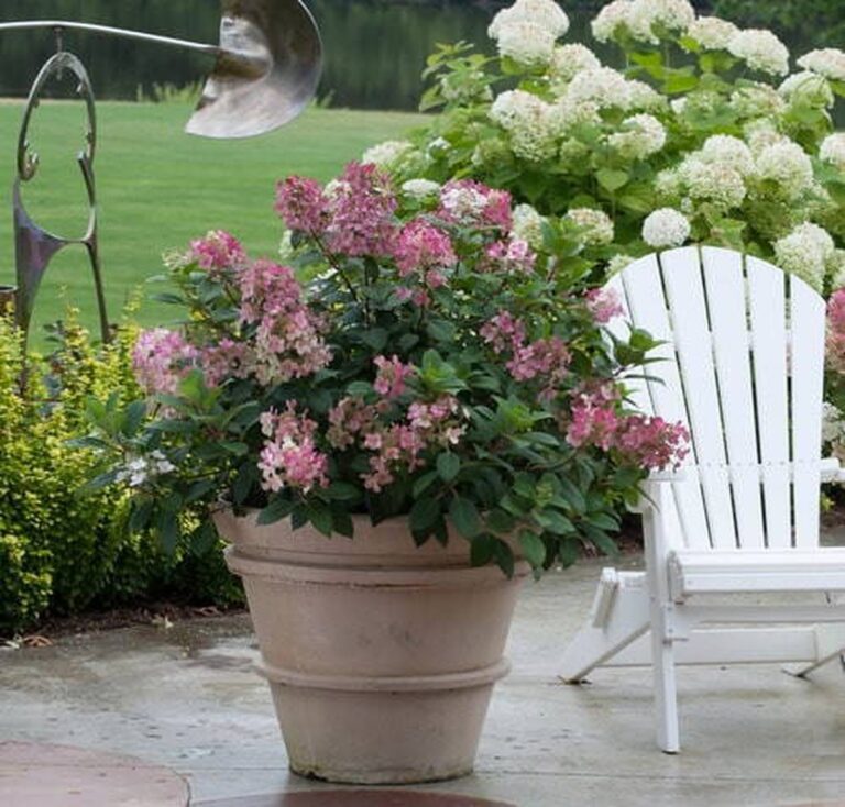 24 Stunning Pictures of Container Gardening with Hydrangeas