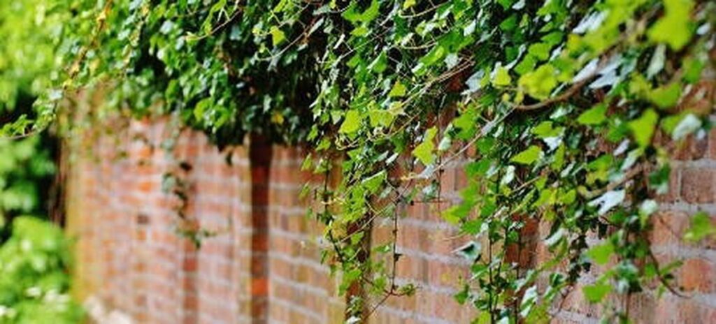 11 Remarkable English Ivy Benefits That Brighten Any Home