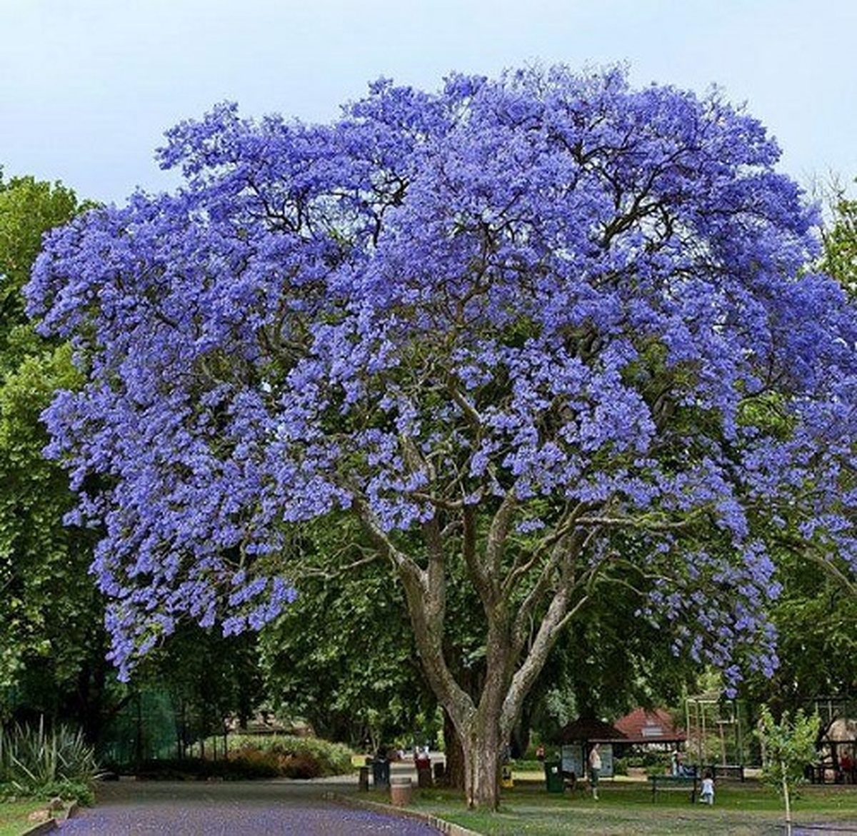 13 Stunning Trees With Blue Flowers to Brighten Your Garden