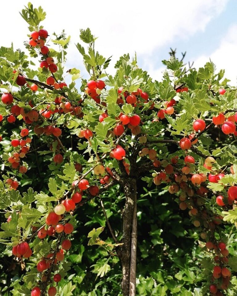 26 Gorgeous Shrubs and Bushes with Red Berries to Brighten Your Yard