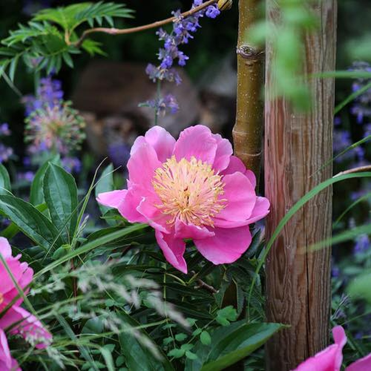 15 Stunning Types of Purple Peony Varieties to Adore