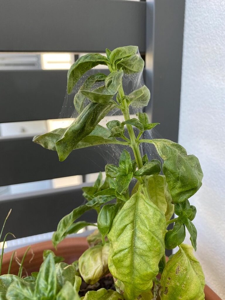 17 Common Tiny White Bugs on Plants that Look like Dust Revealed