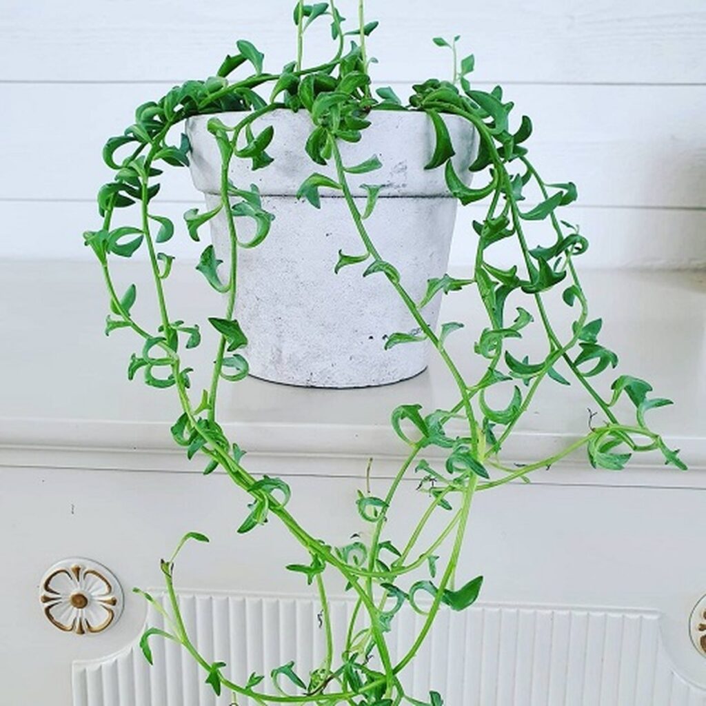 18 Beautiful Succulents With Long Stems - Stunning Trailing Varieties