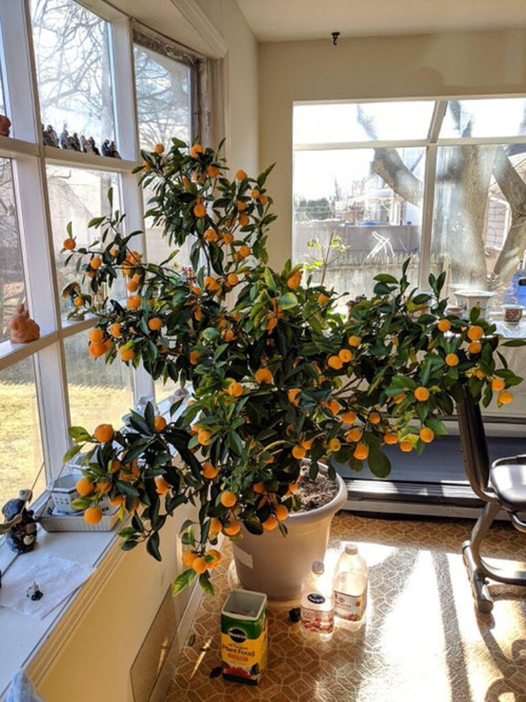 26 Enchanting Trees You Can Grow Indoors for a Cozy Oasis