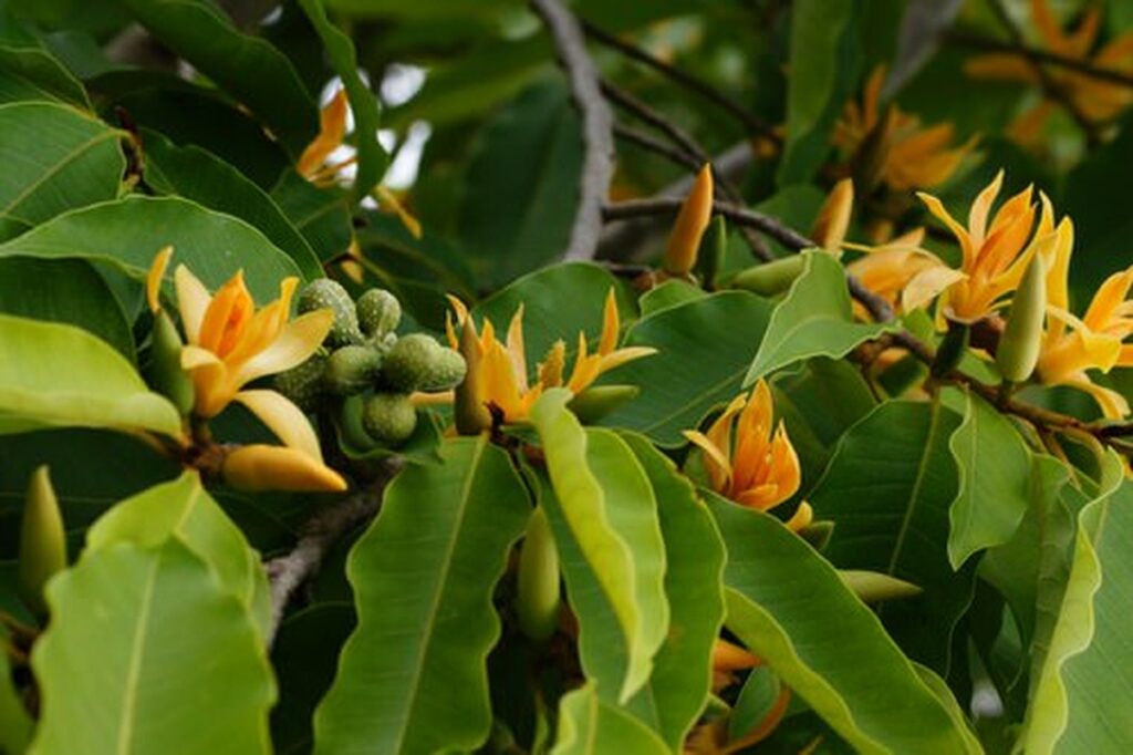 47 Most Fragrant Flowers That Fill Gardens With Sweet Scents
