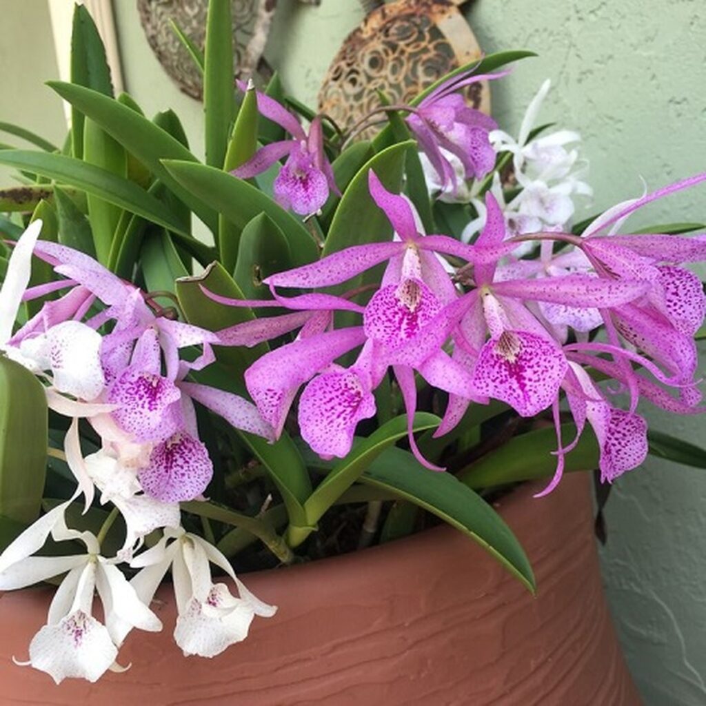 17 Stunning Purple Orchid Varieties That Will Take Your Breath Away
