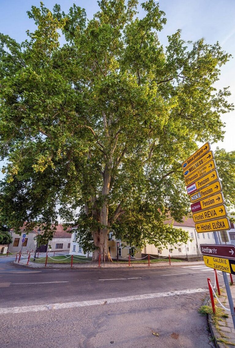 21 Amazing Trees That Reduce Pollution Effectively