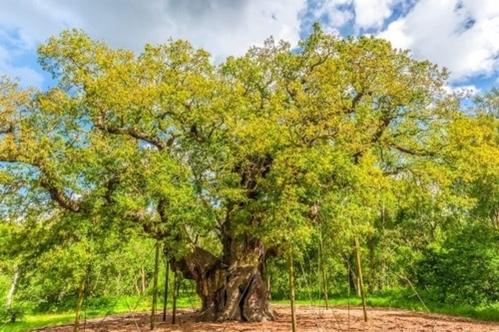 50 Stunning Types of Oak Trees for Your Dream Landscape
