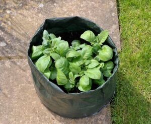 12 Clever DIY Potato Pots for Easy, Dig-Free Growing